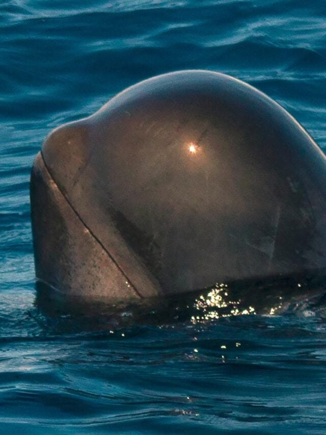 Acadia National Park Whale Watching: Family Guide Story - National ...