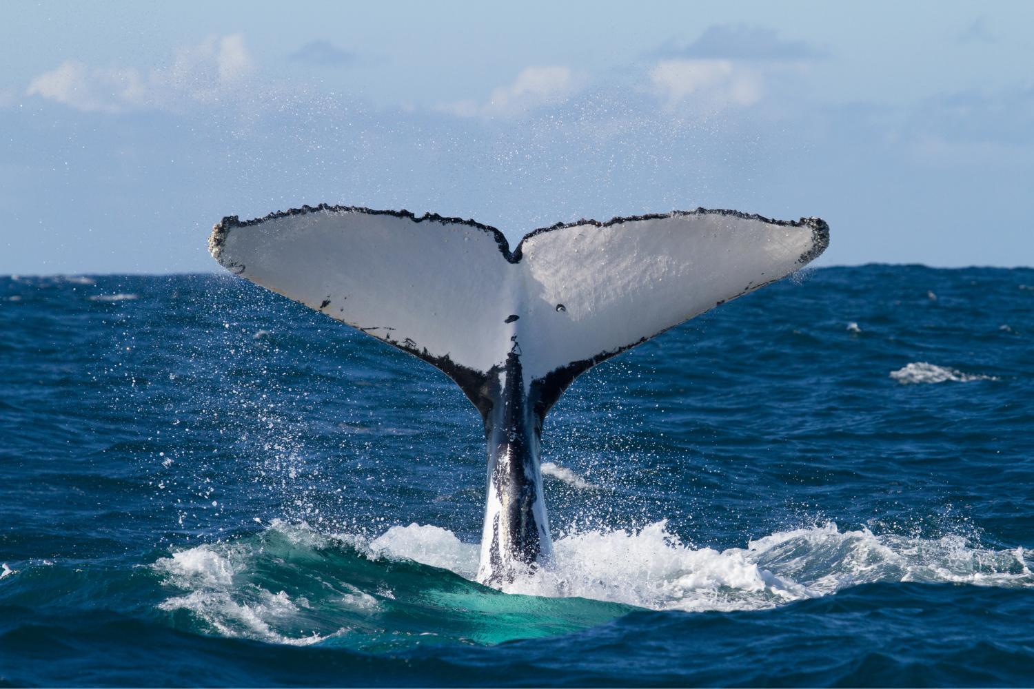 Acadia National Park Whale Watching: Family Guide - National Parks Mom