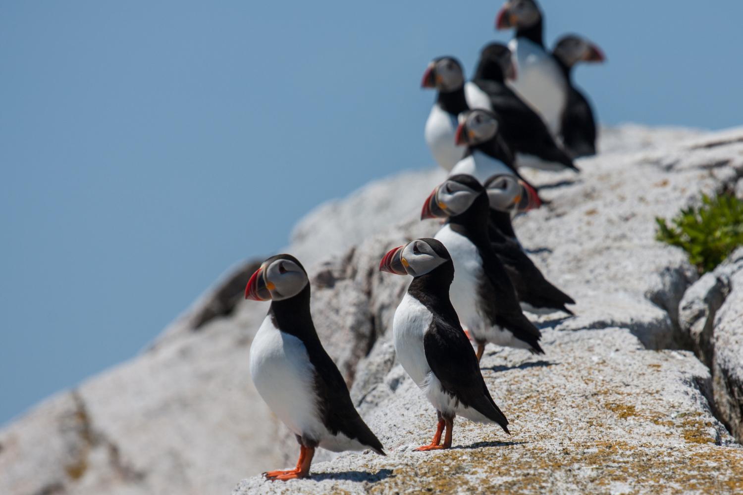 Acadia National Park Wildlife: 13 Top Animals To Spot - National Parks Mom