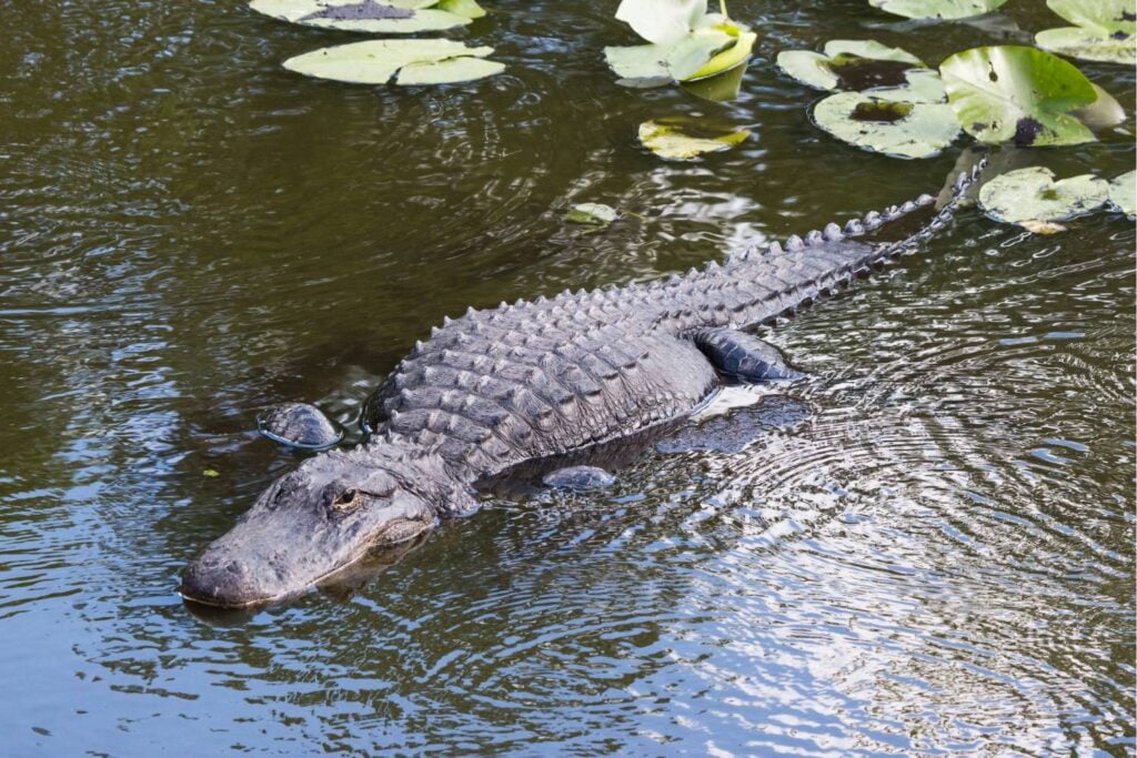 U.S. Wildlife Guide: Everglades National Park Animals - National Parks Mom