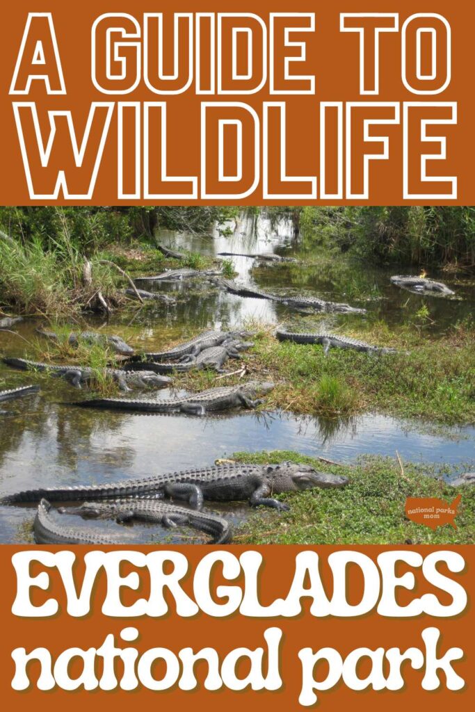 Everglades National Park - National Parks Mom