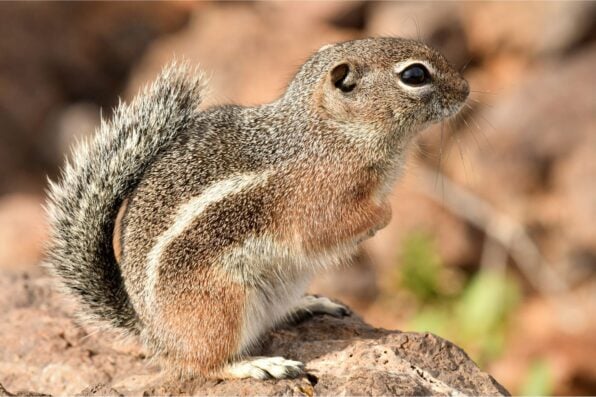 Arches National Park Wildlife: 25 Desert Animals to Spot - National ...