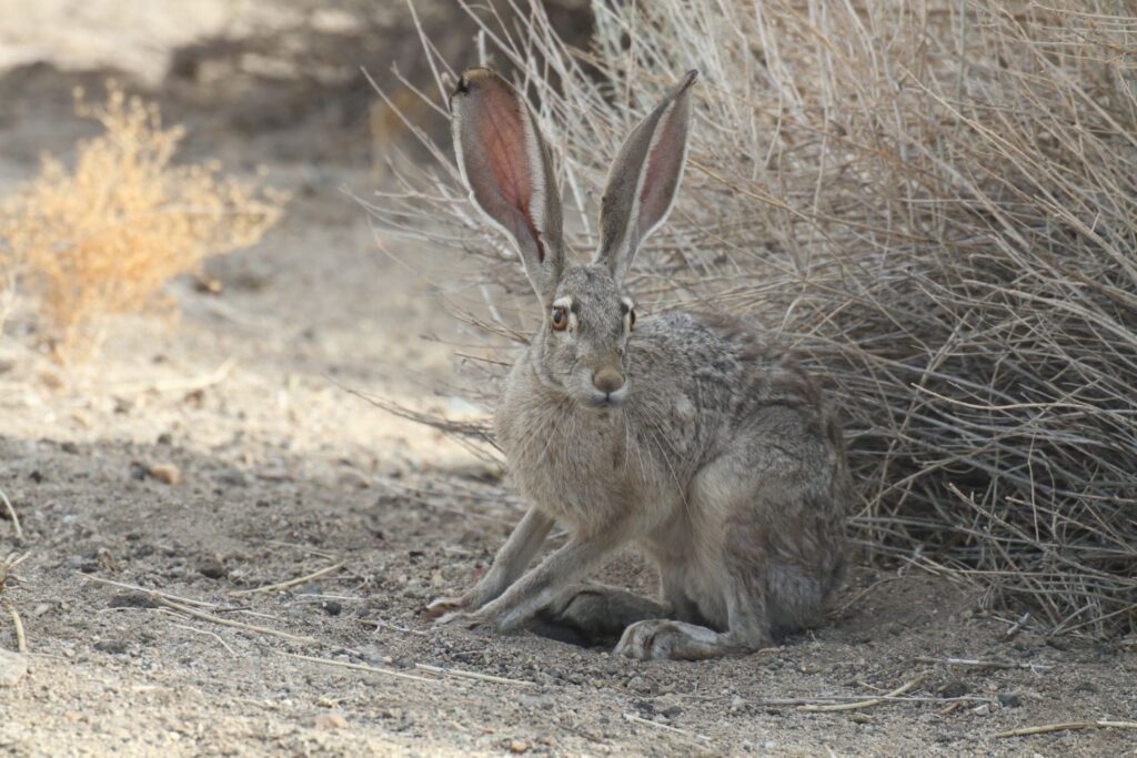 Arches National Park Wildlife: 25 Desert Animals to Spot - National ...