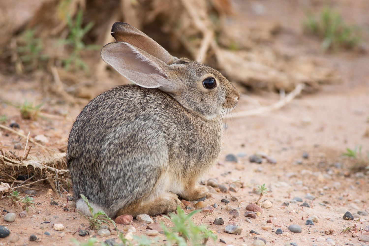 Arches National Park Wildlife: 25 Desert Animals to Spot - National ...