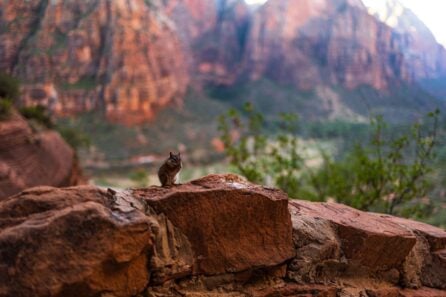 Arches National Park Wildlife: 25 Desert Animals to Spot - National ...