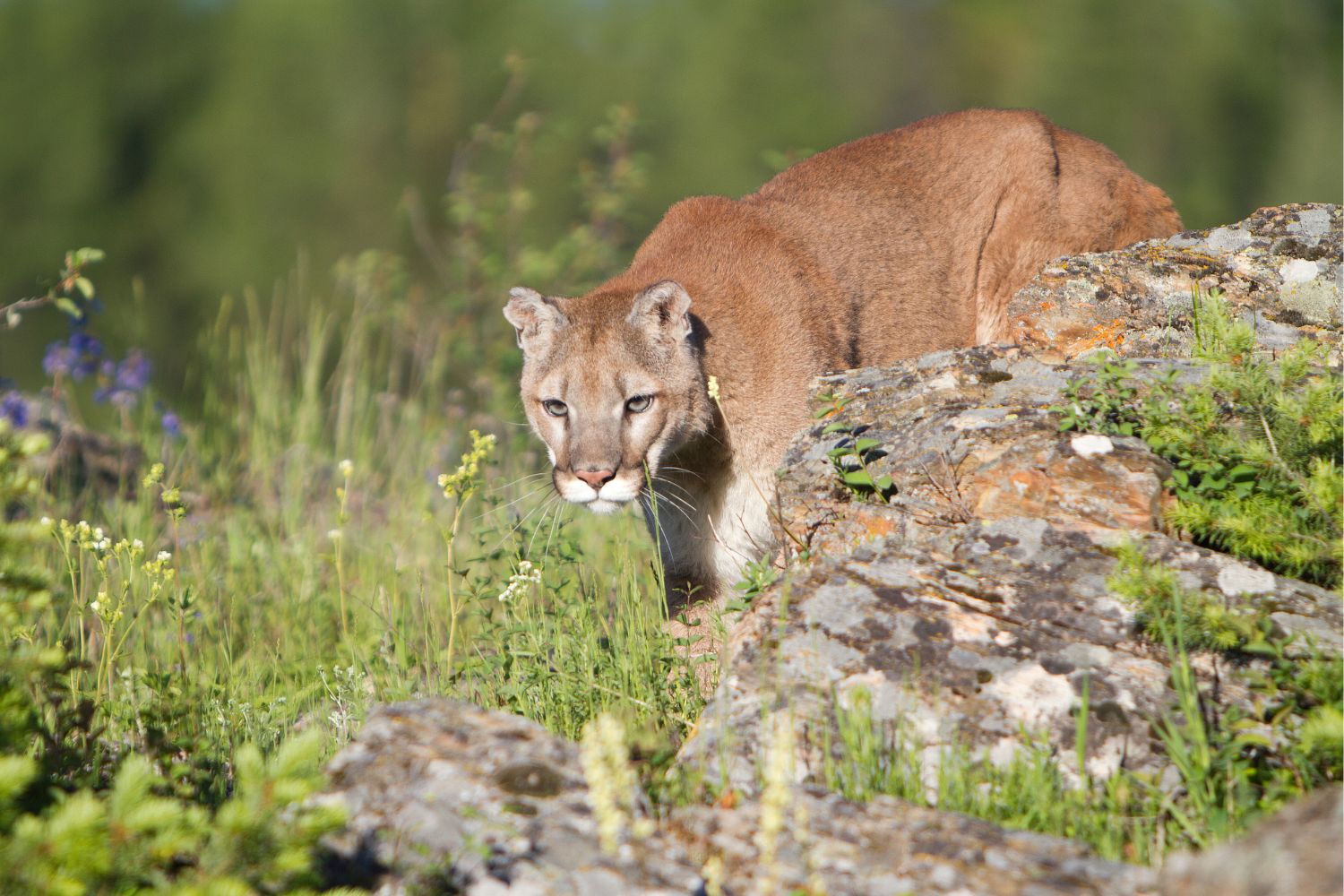 17 Top Rocky Mountain National Park Animals To See - National Parks Mom
