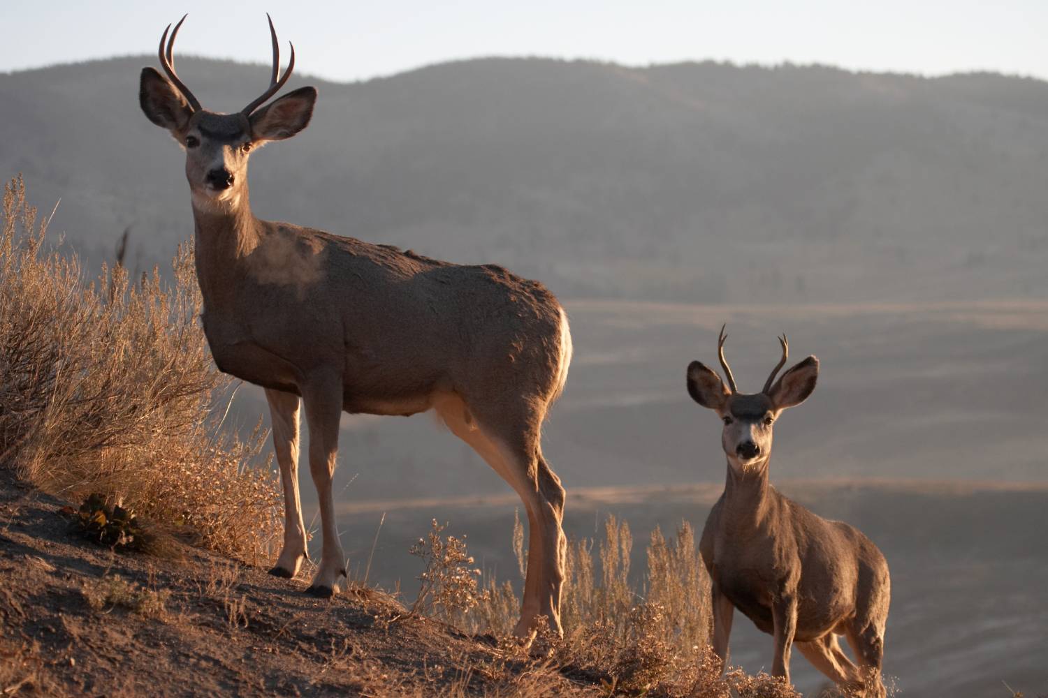 Arches National Park Wildlife: 25 Desert Animals to Spot - National ...