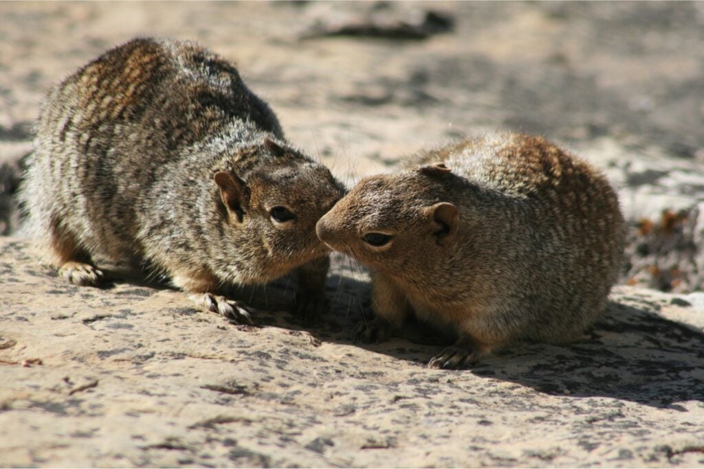 Arches National Park Wildlife: 25 Desert Animals to Spot - National ...