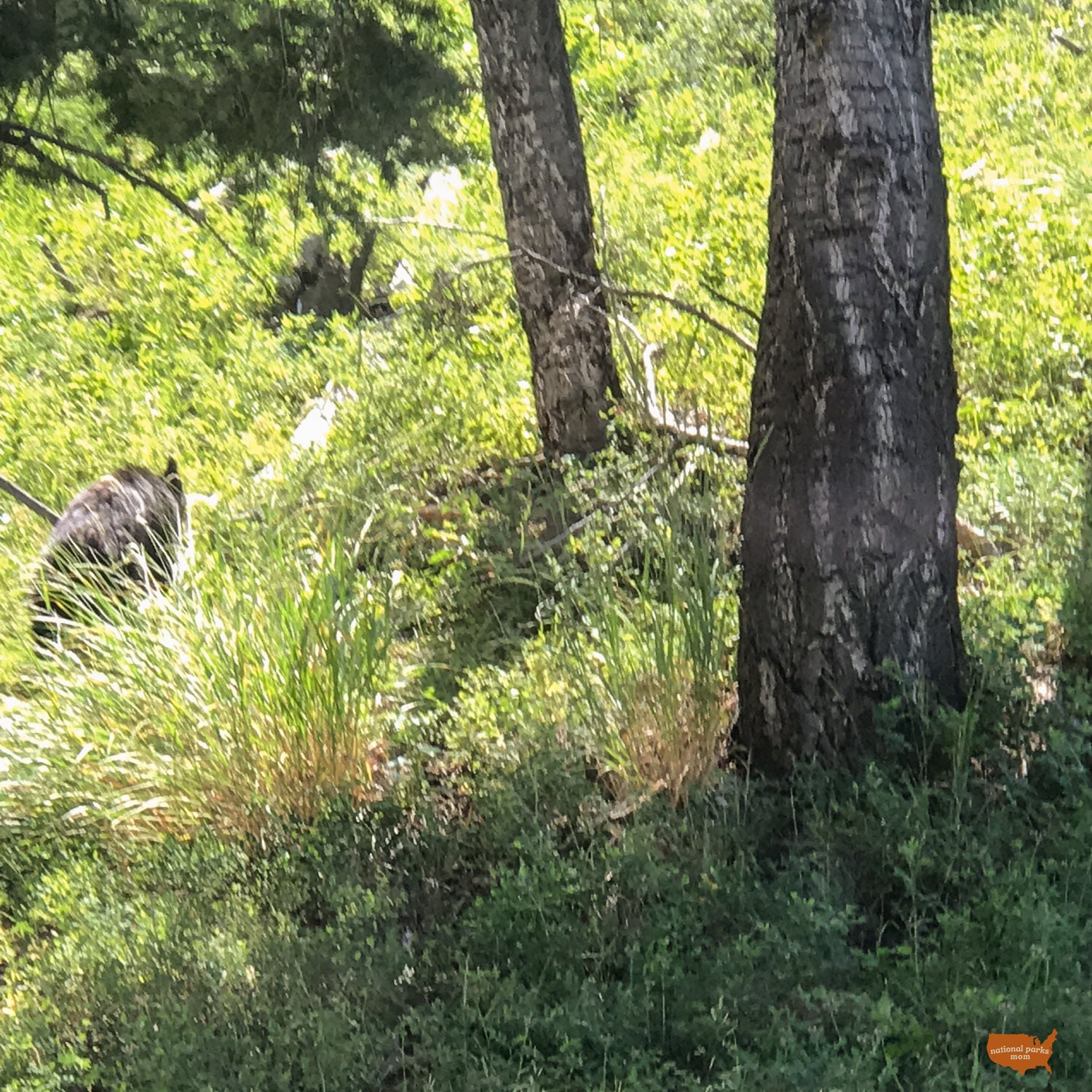 Yellowstone National Park Animals: Best Family Guide - National Parks Mom