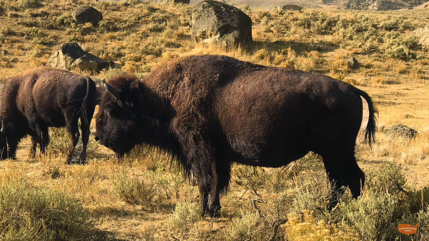 Yellowstone National Park Animals: Best Family Guide - National Parks Mom