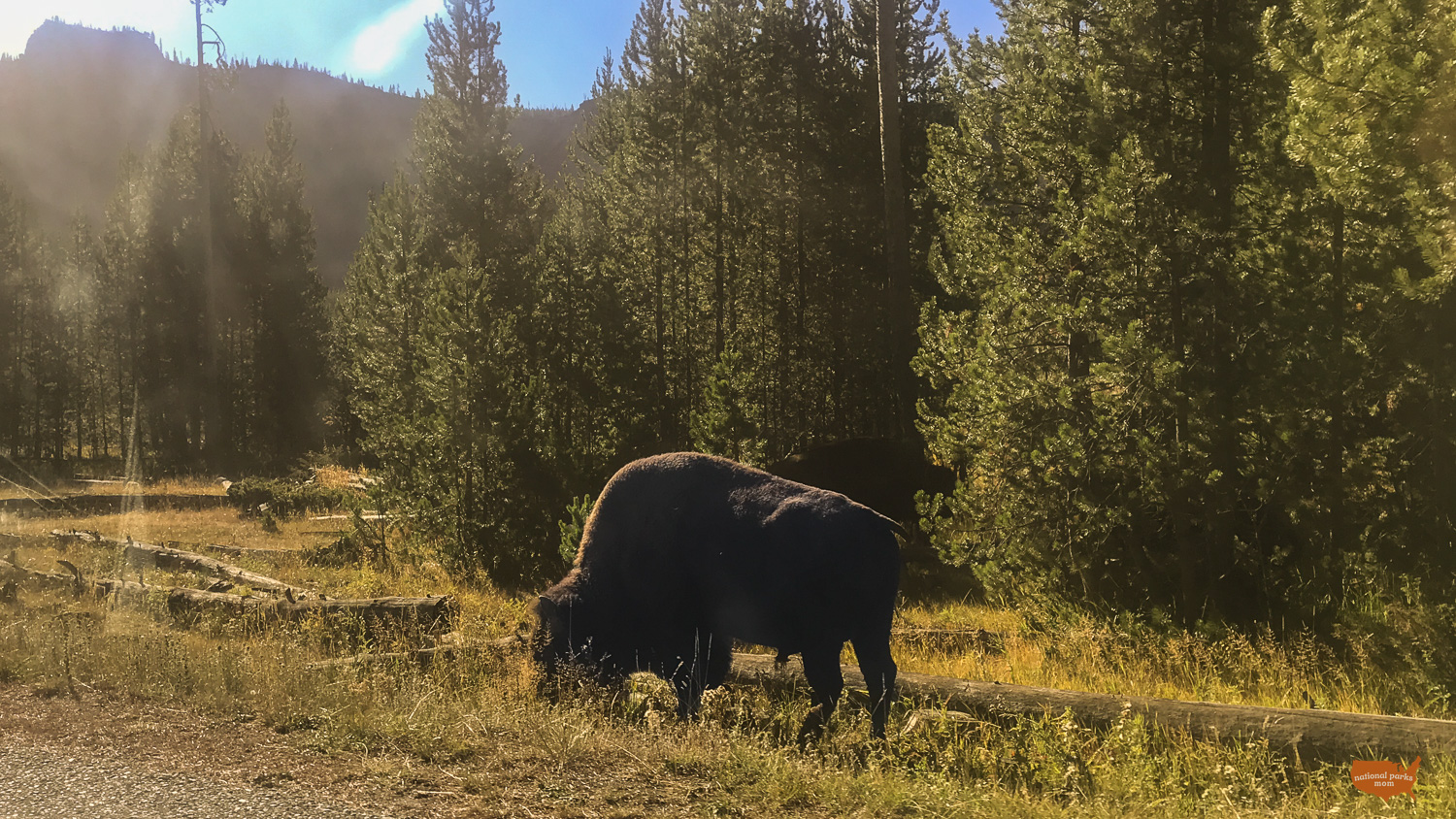 Yellowstone National Park Animals: Best Family Guide - National Parks Mom