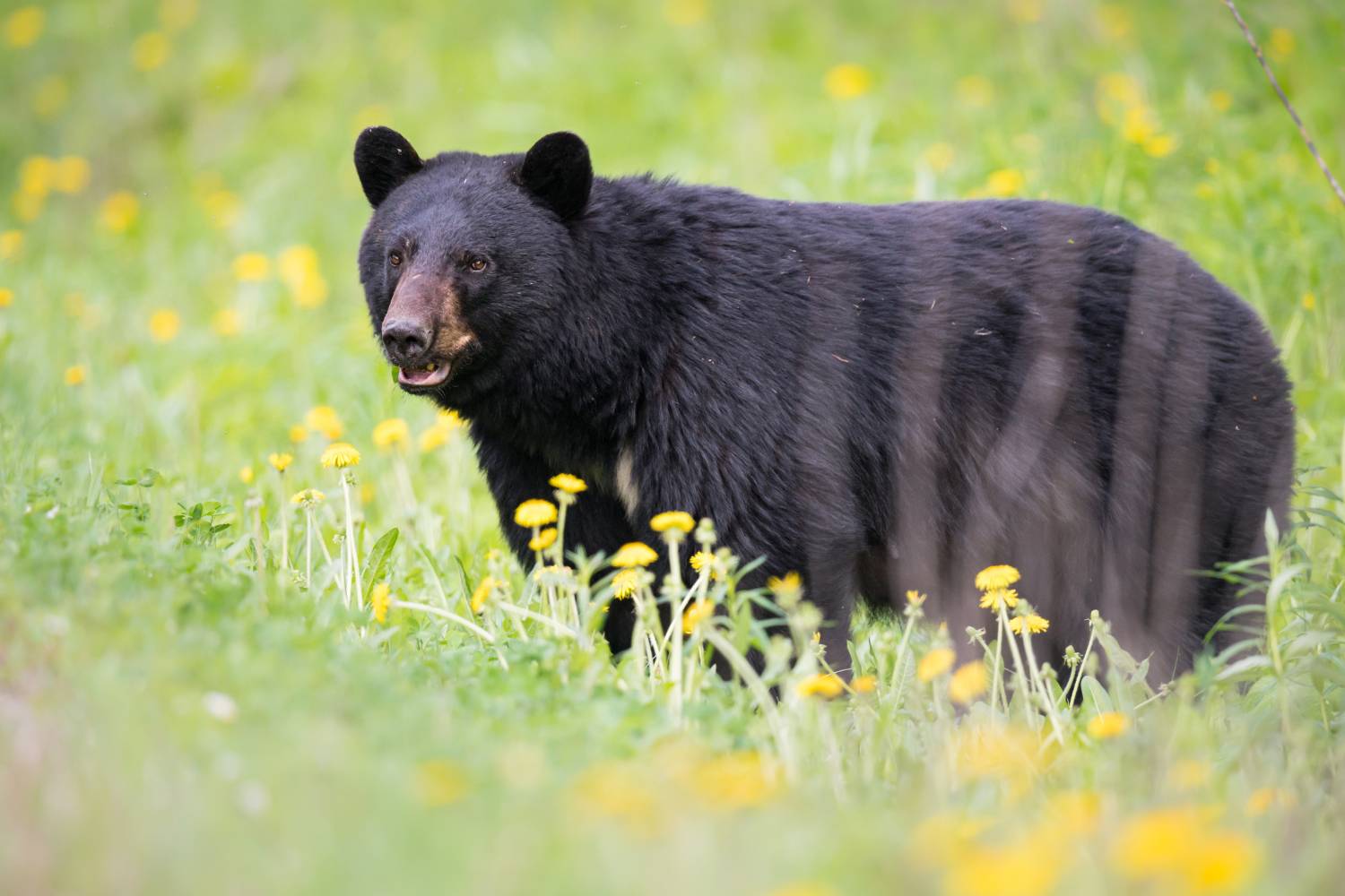 Acadia National Park Wildlife: 13 Top Animals To Spot - National Parks Mom