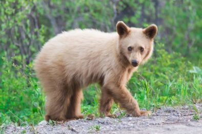 Yellowstone National Park Bears: Guide For Families - National Parks Mom