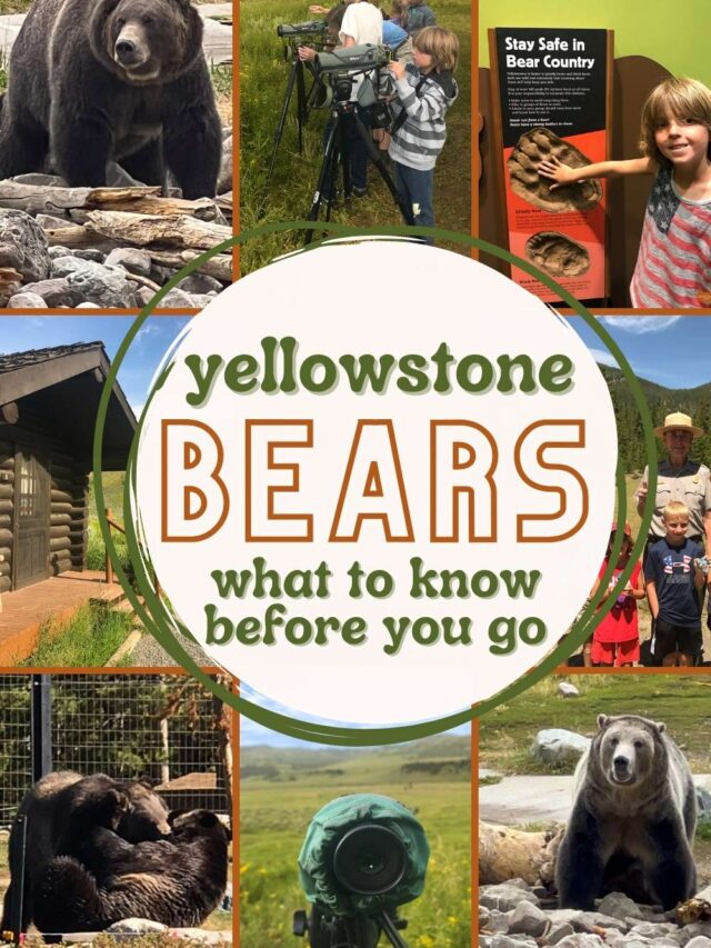 Yellowstone National Park Bears | What To Know Before You Go - National ...