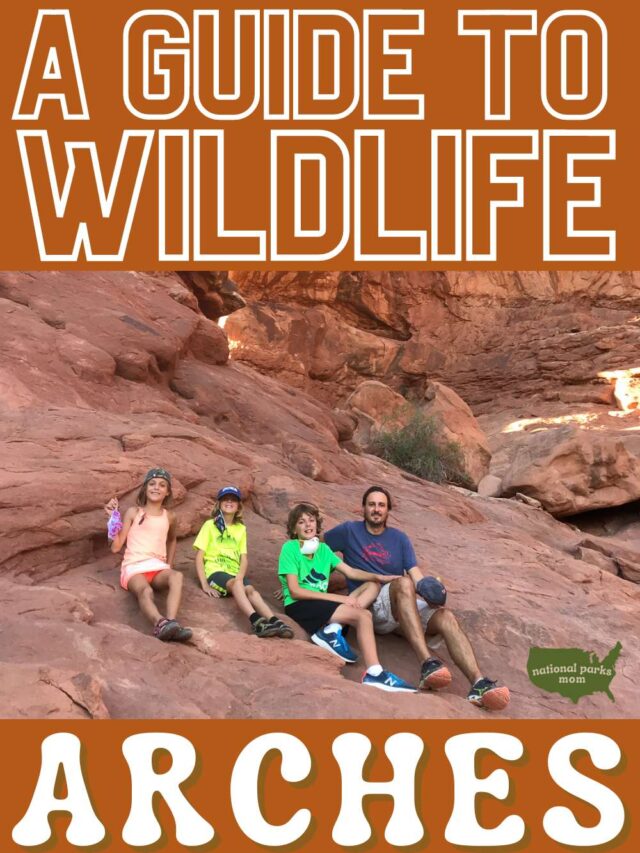 Arches National Park | 25 Desert Animals To Spot - National Parks Mom