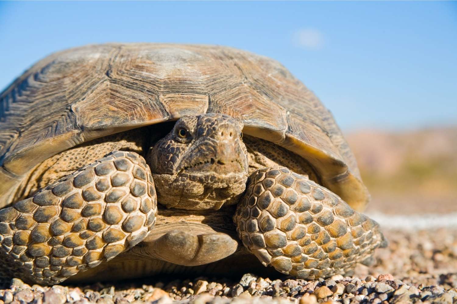 Zion National Park Wildlife: Ultimate Spotting Guide - National Parks Mom