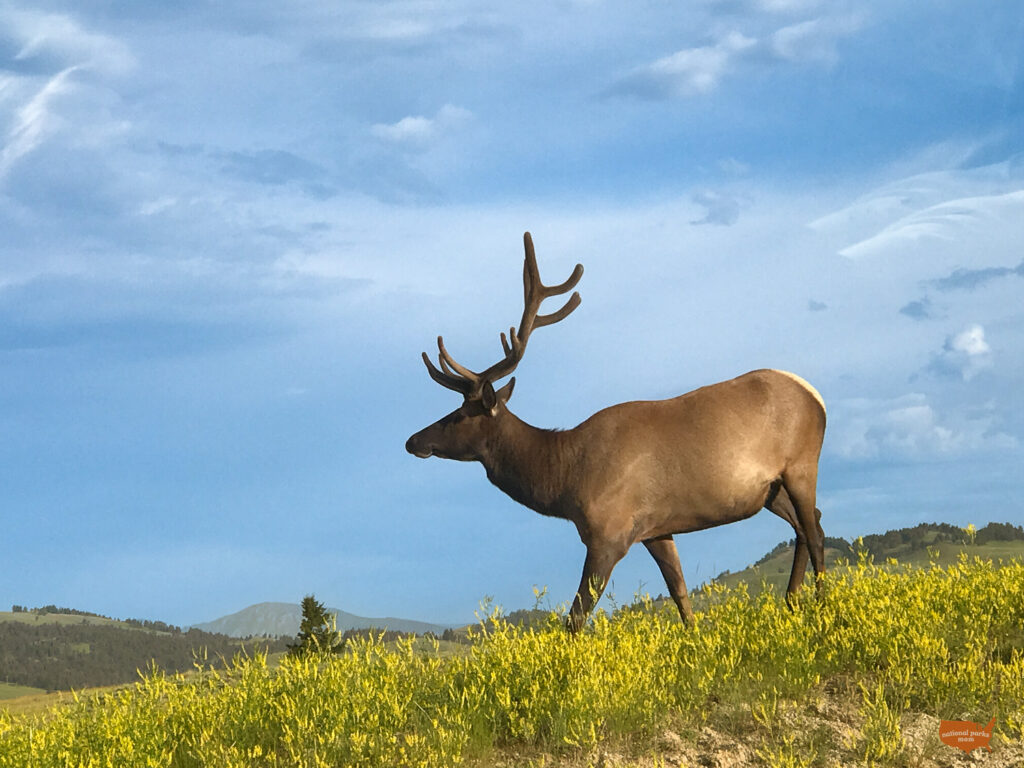 Yellowstone National Park Animals: Best Family Guide - National Parks Mom