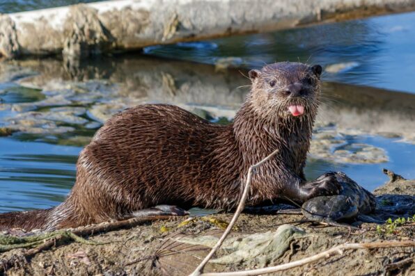 U.S. Wildlife Guide: Everglades National Park Animals - National Parks Mom