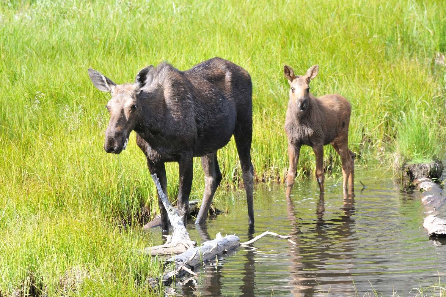 Moose in Rocky Mountain National Park: 5 Best Spots - National Parks Mom