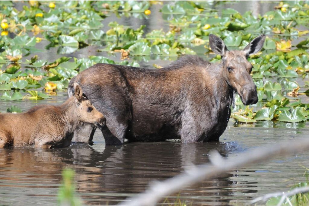 Moose in Rocky Mountain National Park: 5 Best Spots - National Parks Mom