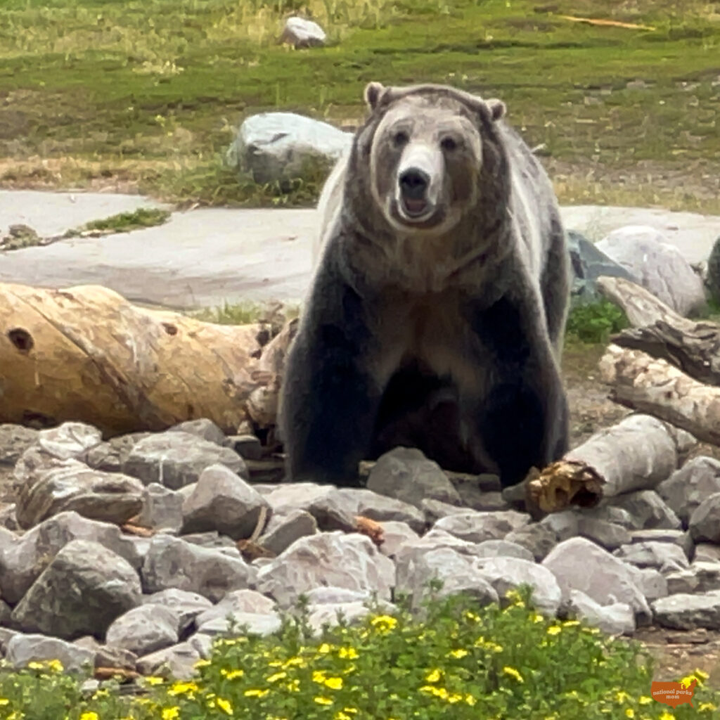 Yellowstone National Park Bears: Guide For Families - National Parks Mom
