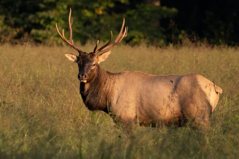 25 Grand Canyon National Park Animals: A Family Guide - National Parks Mom