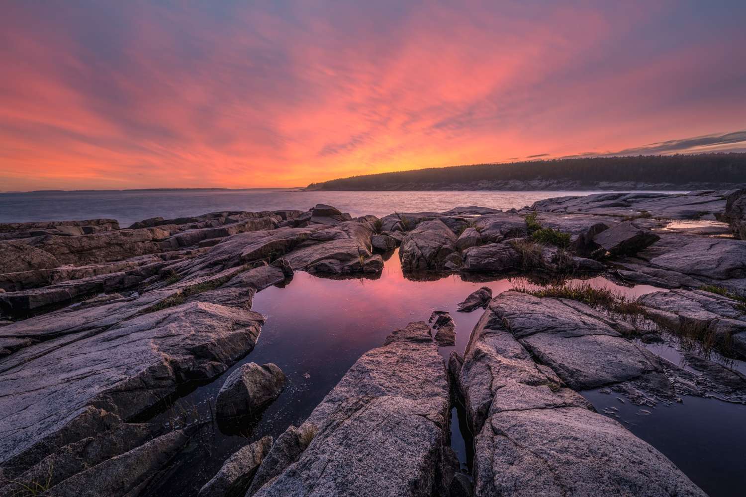 Acadia National Park Wildlife: 13 Top Animals To Spot - National Parks Mom