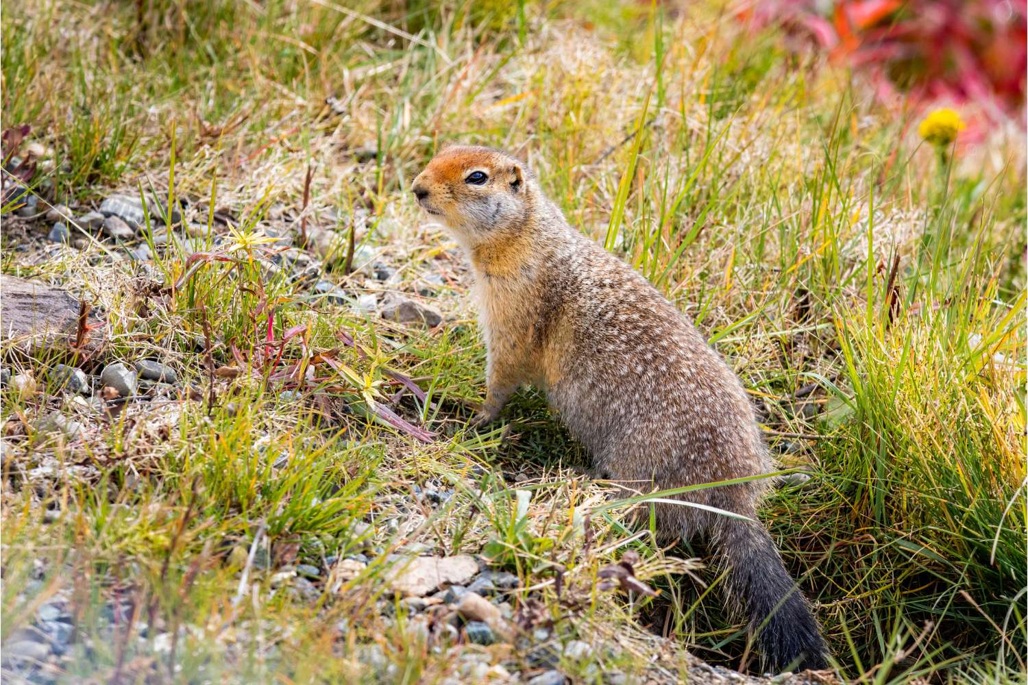 Denali National Park Wildlife: 10 TOP Animals to Spot - National Parks Mom