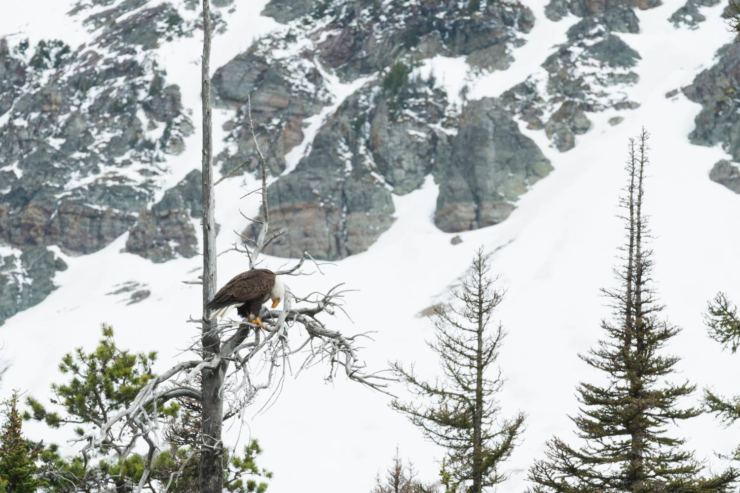 Glacier National Park Animals: Complete Family Guide - National Parks Mom