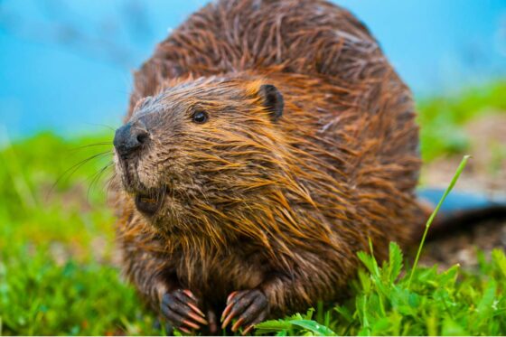 Acadia National Park Wildlife: 13 Top Animals To Spot - National Parks Mom