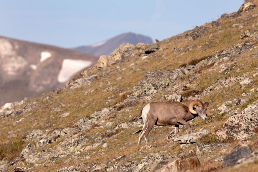17 Top Rocky Mountain National Park Animals To See - National Parks Mom