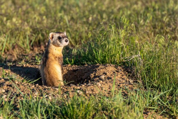 Wildlife in Badlands National Park: 8 Animals To Spot - National Parks Mom