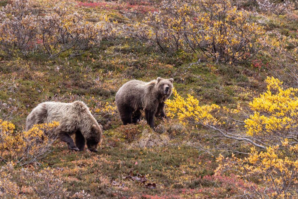 Denali National Park Wildlife: 10 TOP Animals to Spot - National Parks Mom