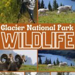 Glacier National Park Animals: Complete Family Guide - National Parks Mom