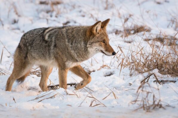 25 Grand Canyon National Park Animals: A Family Guide - National Parks Mom
