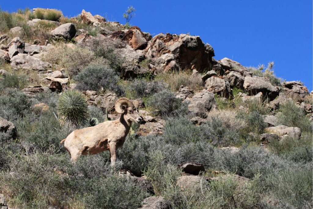 25 Grand Canyon National Park Animals: A Family Guide - National Parks Mom