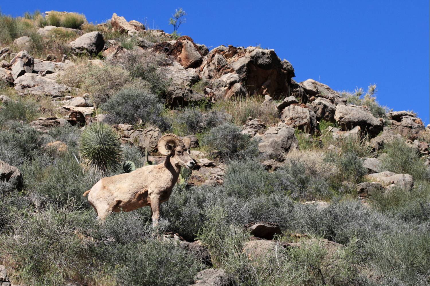 25 Grand Canyon National Park Animals: A Family Guide - National Parks Mom