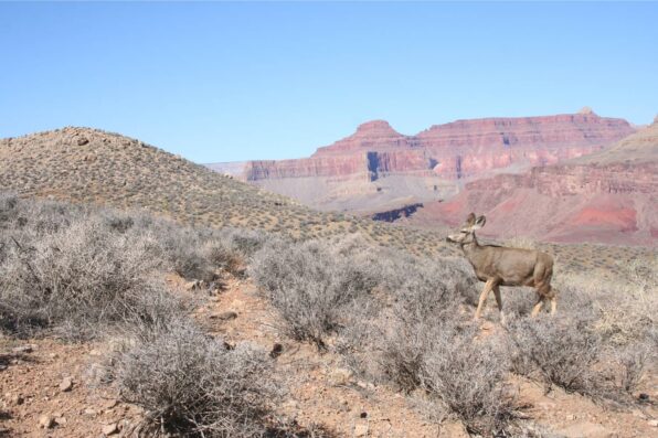 25 Grand Canyon National Park Animals: A Family Guide - National Parks Mom