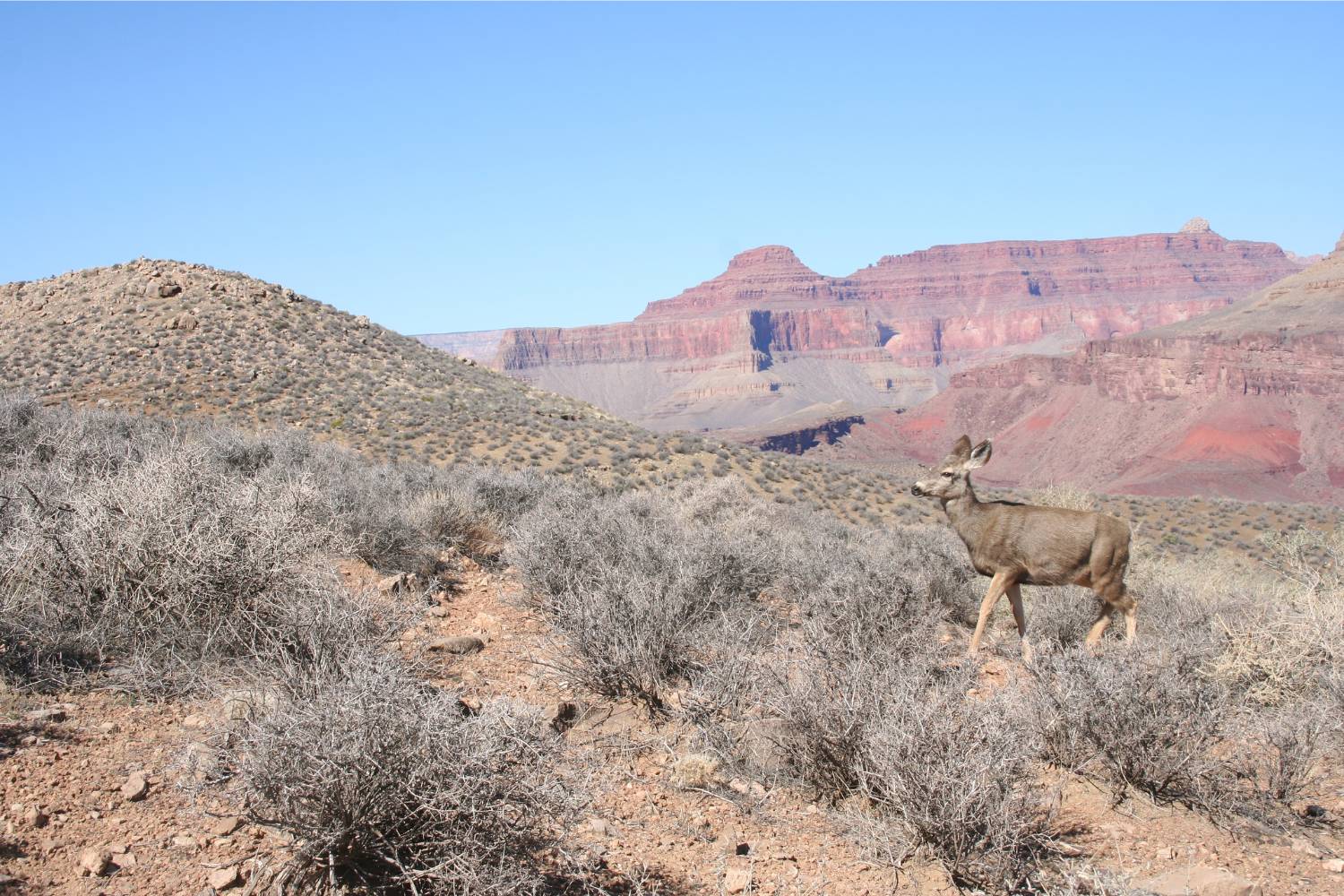 25 Grand Canyon National Park Animals: A Family Guide - National Parks Mom