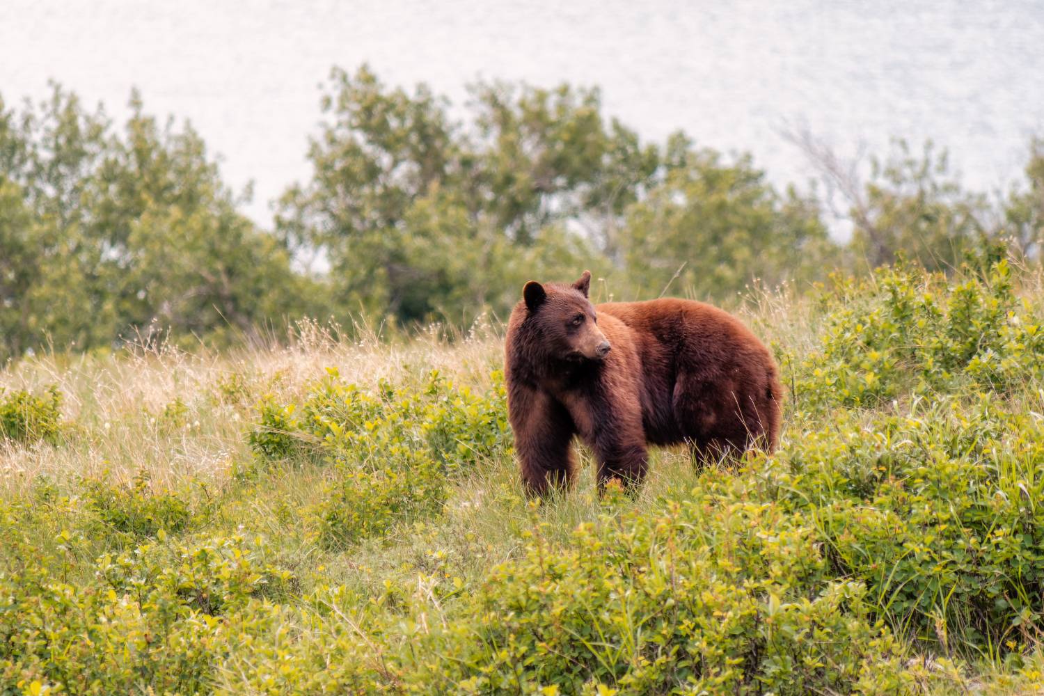 Glacier National Park Animals: Complete Family Guide - National Parks Mom