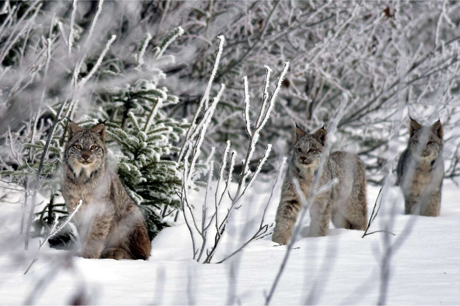 Denali National Park Wildlife: 10 TOP Animals to Spot - National Parks Mom
