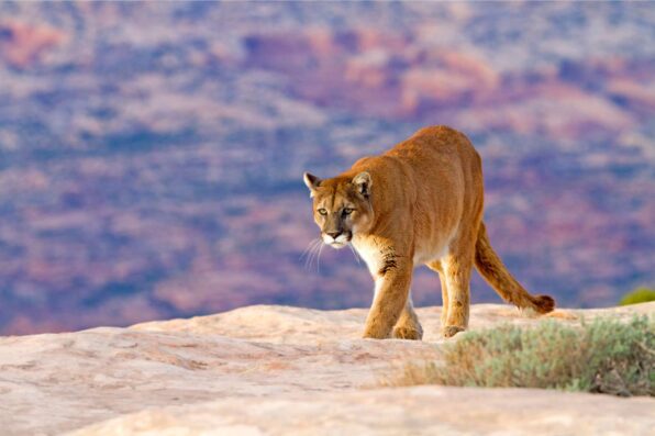 Wildlife in Badlands National Park: 8 Animals To Spot - National Parks Mom