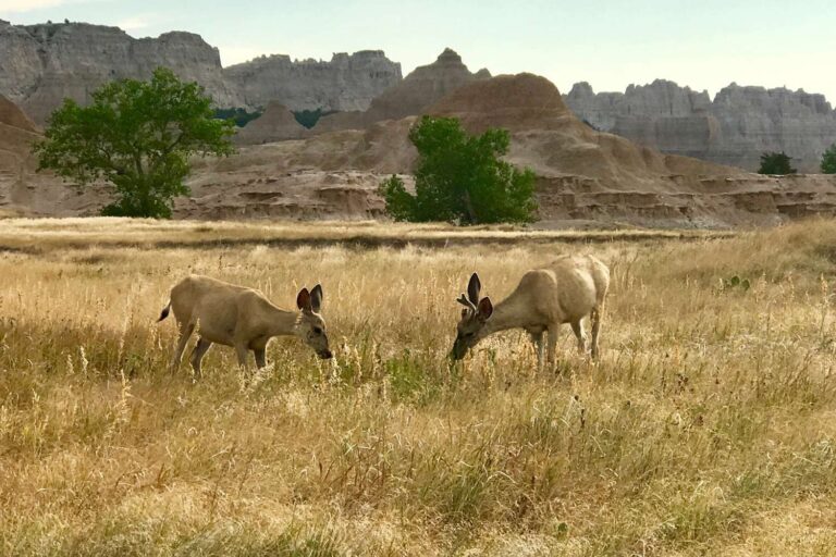 Wildlife in Badlands National Park: 8 Animals To Spot - National Parks Mom