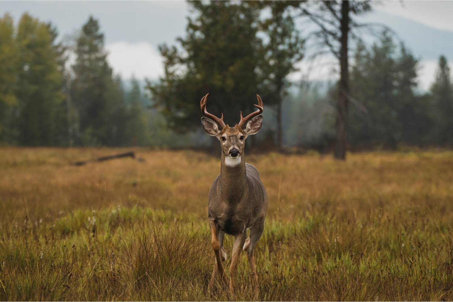 Glacier National Park Animals: Complete Family Guide - National Parks Mom