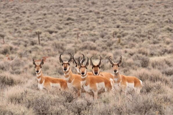 Wildlife in Badlands National Park: 8 Animals To Spot - National Parks Mom