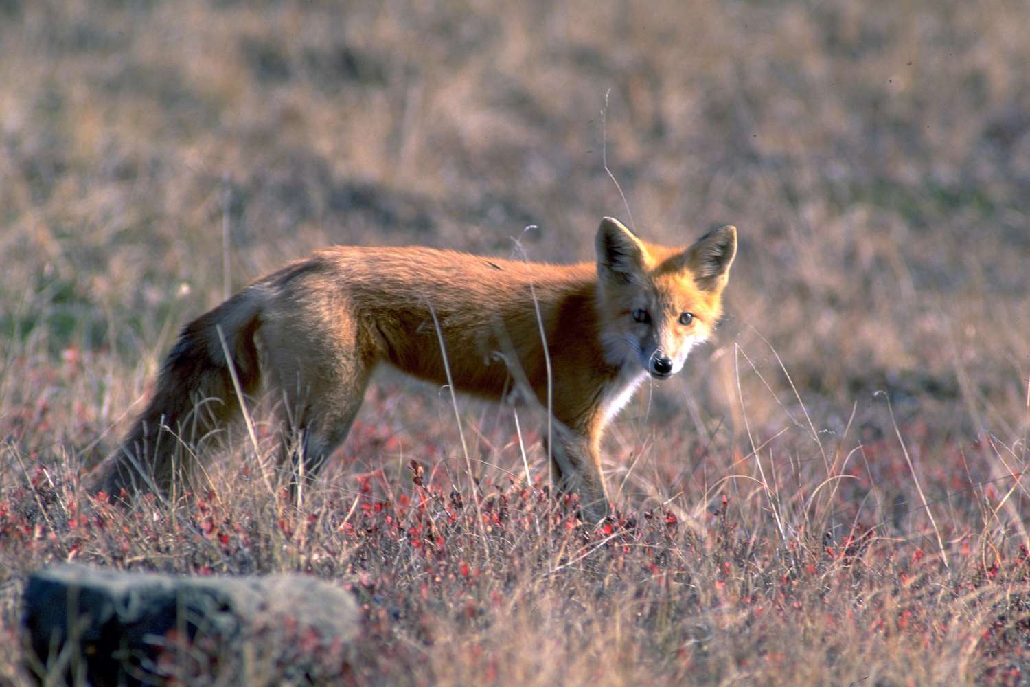 Denali National Park Wildlife: 10 TOP Animals to Spot - National Parks Mom