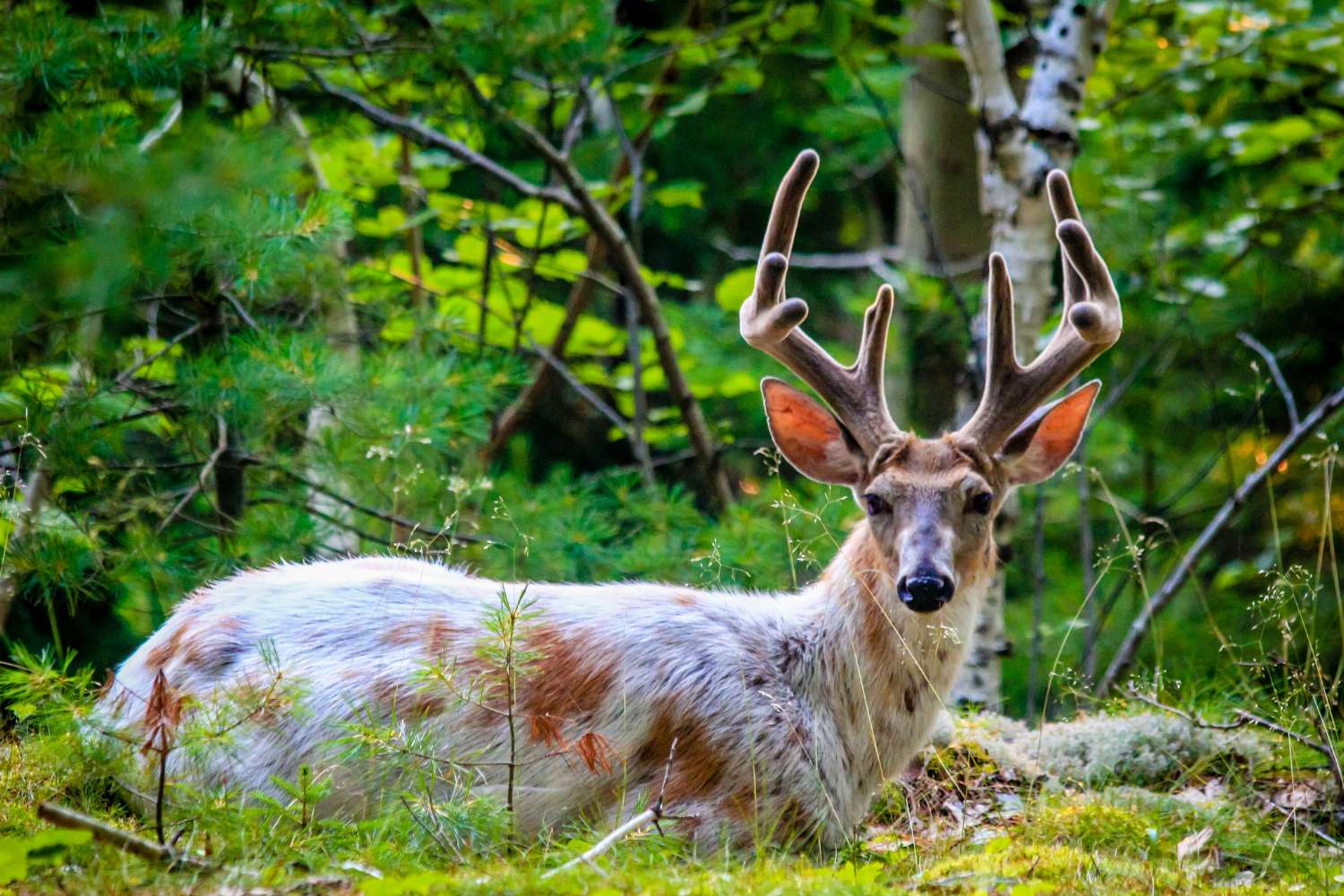 Acadia National Park Wildlife: 13 Top Animals To Spot - National Parks Mom