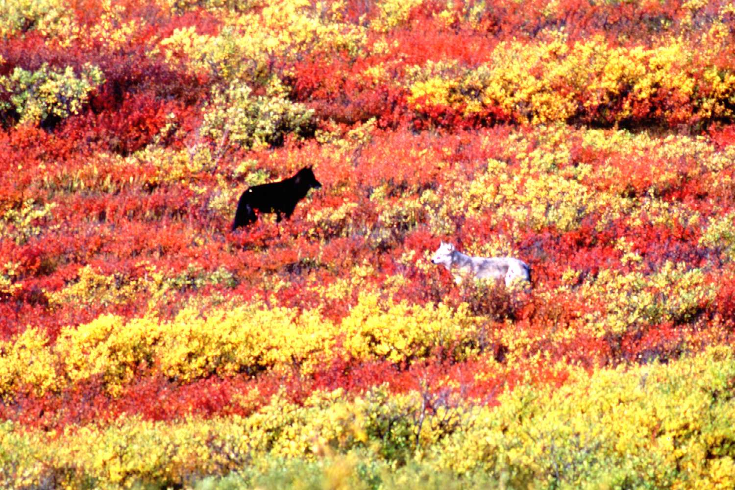 Denali National Park Wildlife: 10 TOP Animals to Spot - National Parks Mom