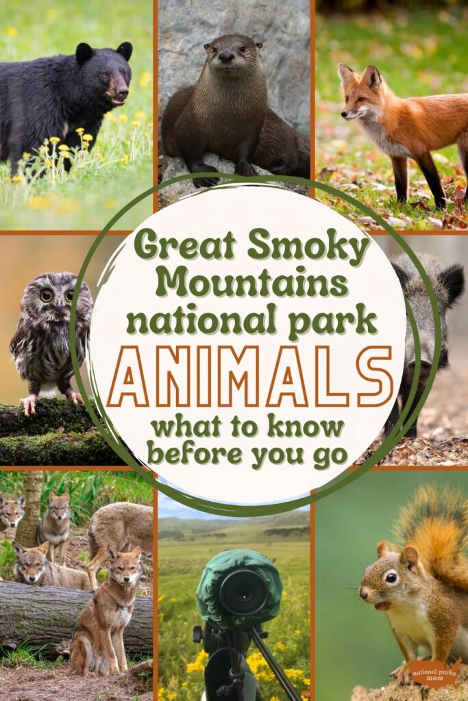 Great Smoky Mountains National Park - National Parks Mom