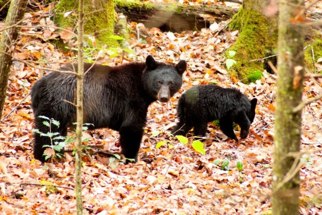 18 Great Smoky Mountains National Park Animals To Spot - National Parks Mom